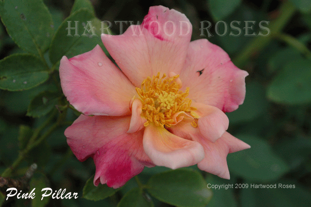 Hartwood Roses: The Beauty of Singles and Stamens.
