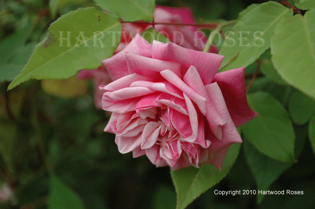 Hartwood Roses: A Friday Flowers "Tea" Party