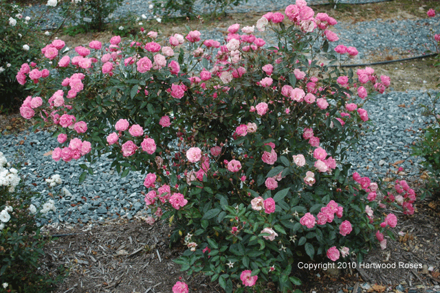 Hartwood Roses: Flowers on Friday: Earth-Kind Roses