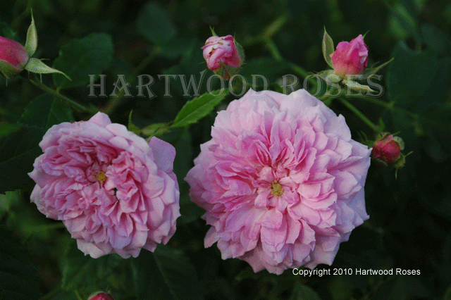 Hartwood Roses: Flowers on Friday: Earth-Kind Roses