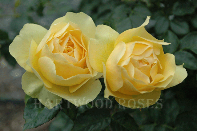 Hartwood Roses: Flowers on Friday ... My Favorite Things