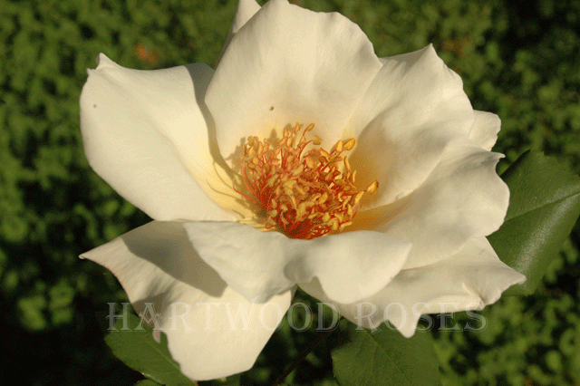 Hartwood Roses: Flowers on Friday ... My Favorite Things