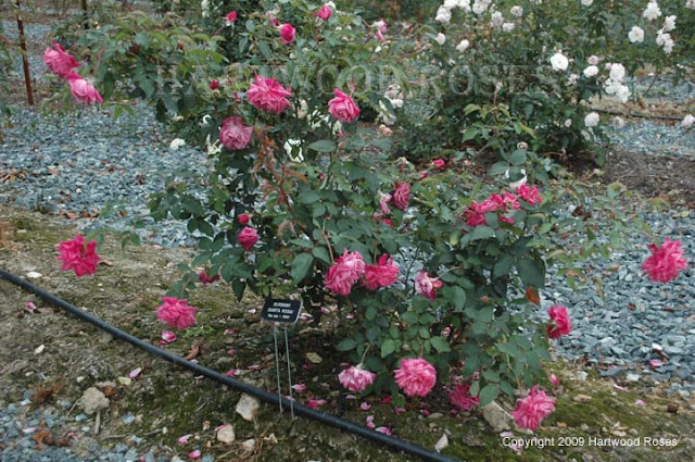 Hartwood Roses: Roses in Full Fall Bloom, Part 2