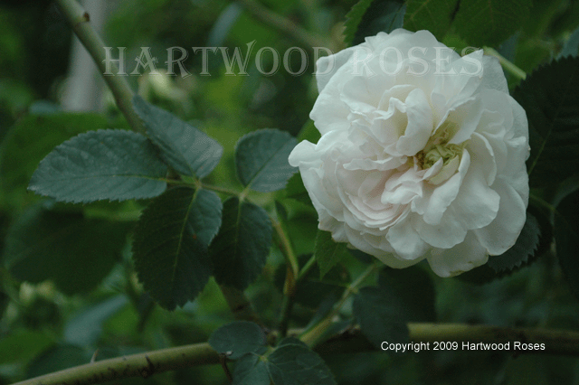 Hartwood Roses: White Roses on Wednesday