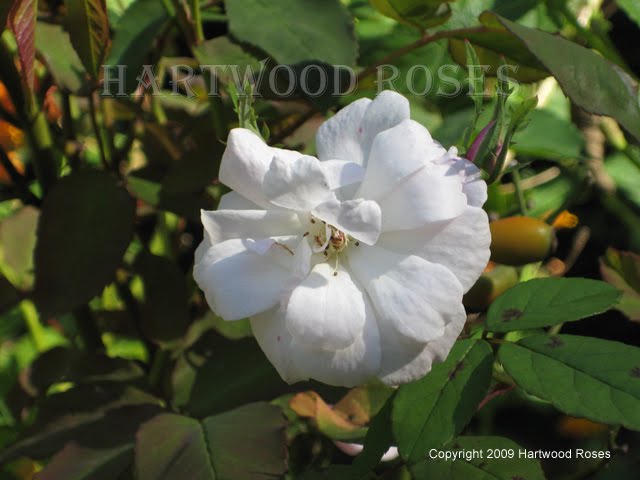 Hartwood Roses: White Roses on Wednesday