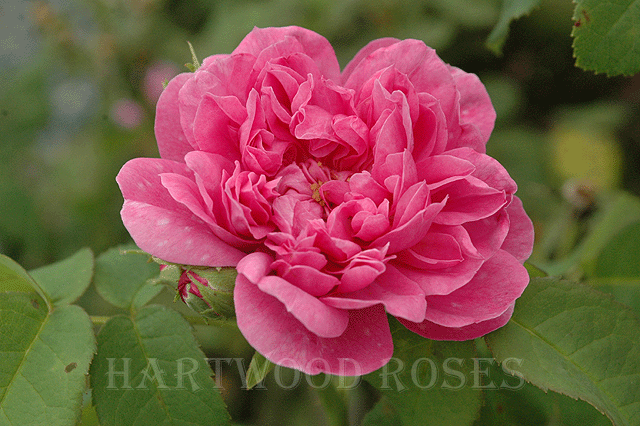 Hartwood Roses: Flowers on Friday: My First Old Garden Rose ... and a ...