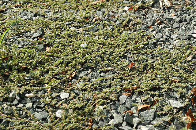 Hartwood Roses: Feeling Fragmented