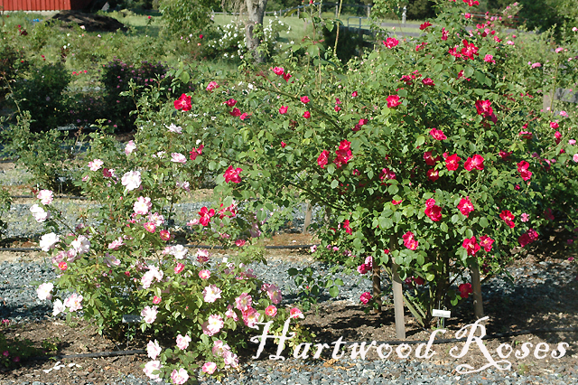 Hartwood Roses: The Making of the Rose Field