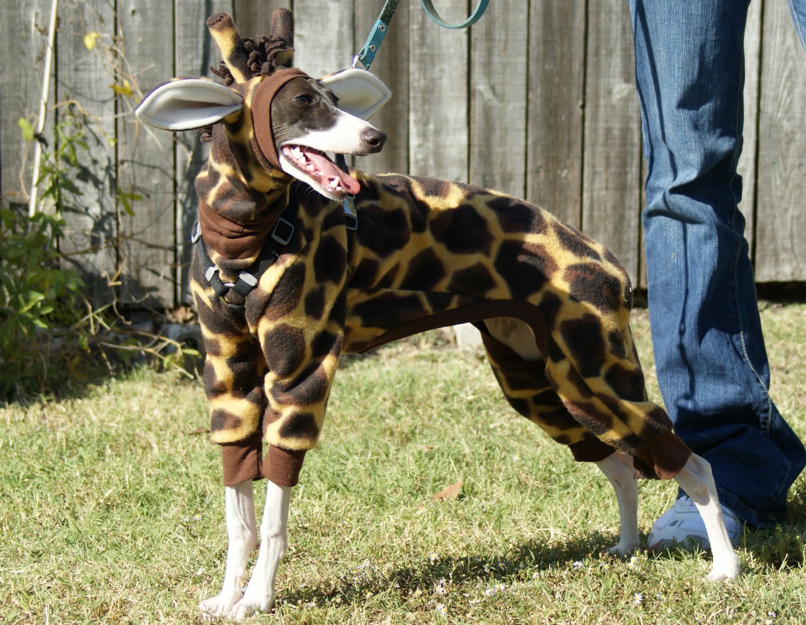 I Want a Tiny Giraffe: Tiny Giraffes, They Do Exist!!!!!!!!!!!!!!!!!!