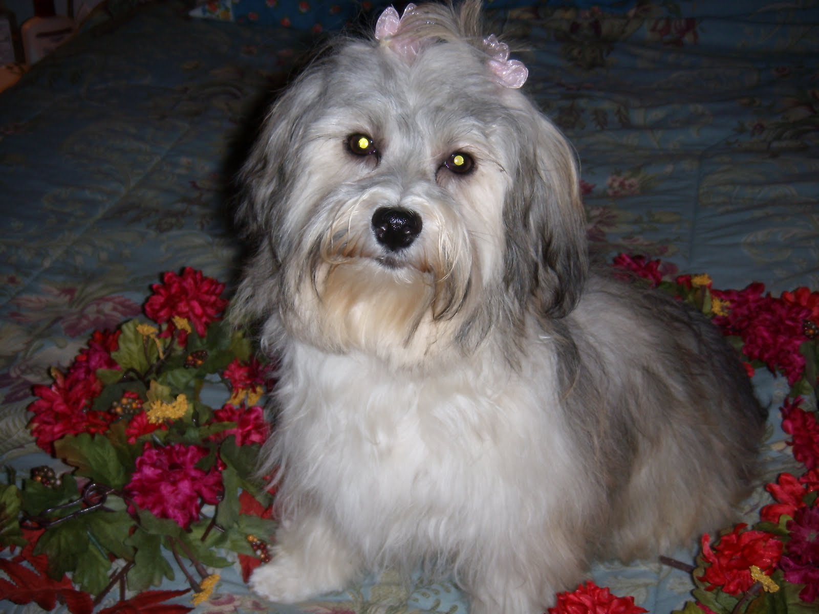 SOUTHERN SILKY TERRIERS & HAVANESE - Puppies For Sale in Alabama ...