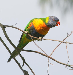 Birds in Tasmania: Parrot Heaven
