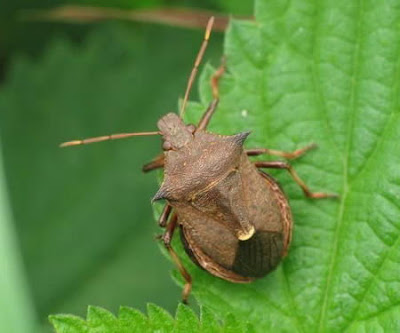 Extraordinary, Amazing, Weird and Funny Pictures: 10 Animals with Human ...