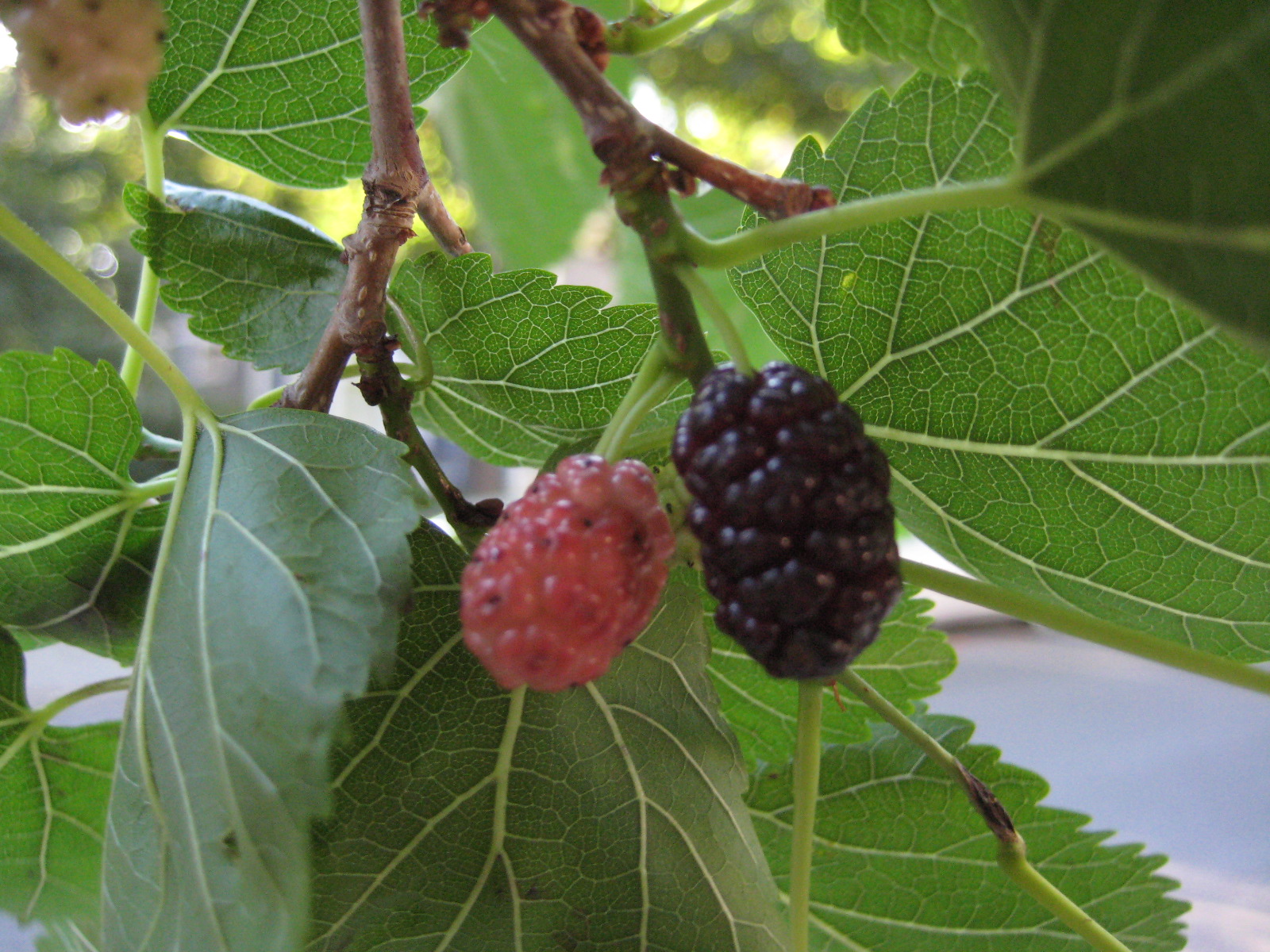 Crammed With Heaven: Here We Go Round the Mulberry Bush