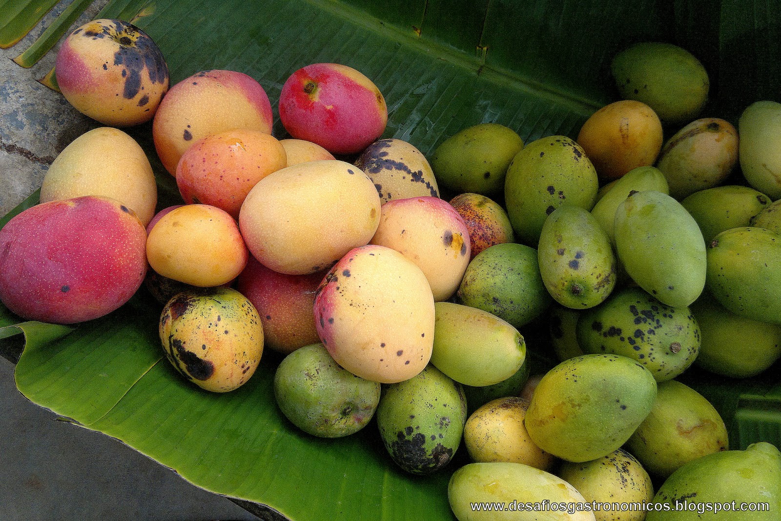 Desafios Gastronômicos: DESAFIO: Conhecer as frutas típicas da Bahia na ...