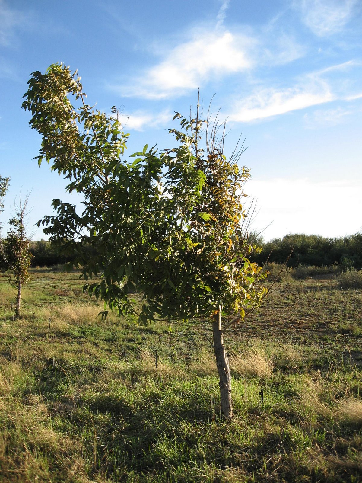 Pecans Overcoming Zinc Deficiency Naturally | Onlinecarbid's Blog