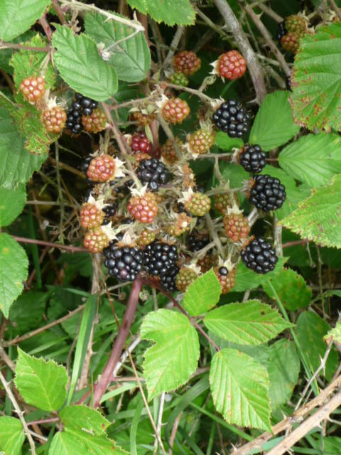 belles, sauvages et plus: ronce (mûres)