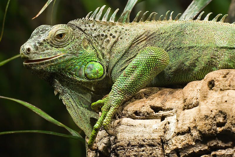 EL MUNDO DE LAS IGUANAS: FICHA PARA CONOCER DE DONDE VIENEN LAS IGUANAS