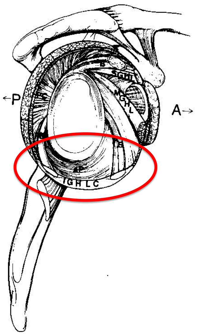 Physio Questions: Introduction to the Shoulder Complex (Part I) - What ...