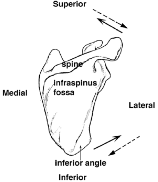 Physio Questions: Introduction to the Shoulder Complex (Part I) - What ...