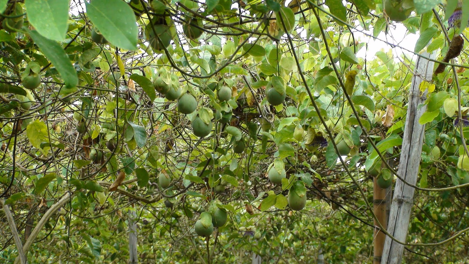 TRANSFORMACIÓN DE ALIMENTOS A BASE DE CHOLUPA: IMAGENES DEL CULTIVO EN ...