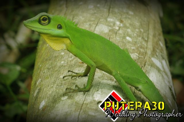 TAHUKAH ANDA !!! SESUMPAH | CICAK KUBENG | LIZARDS | ~ Johari Photographer