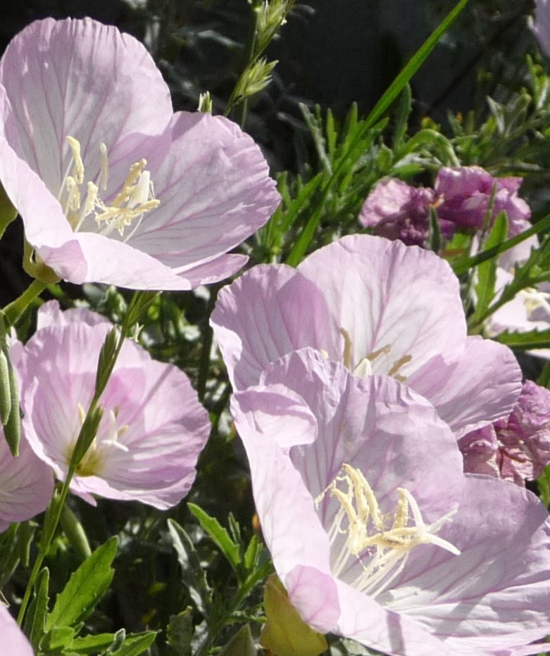 Kathy Dunham - Artist & Photographer: Pink Primrose