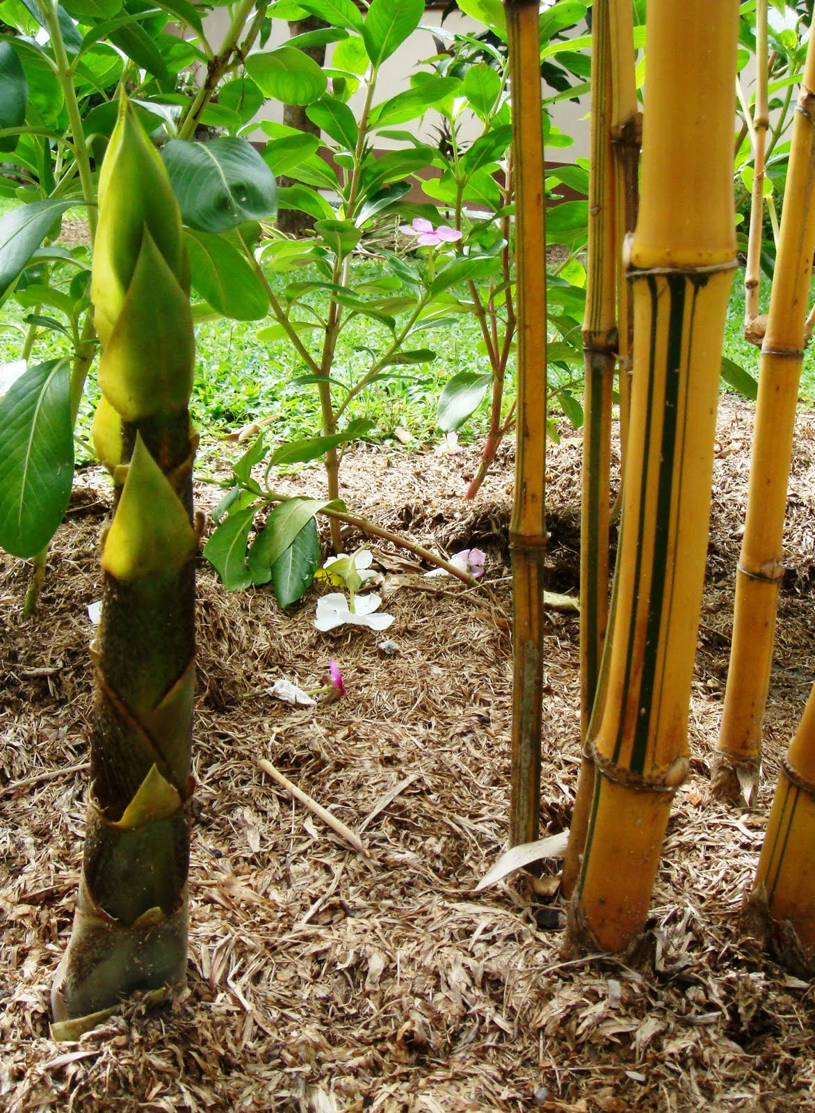 N U K I L A N: CERITA BULUH