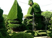 Fiona Bernard: Pearl Fryar's Garden.