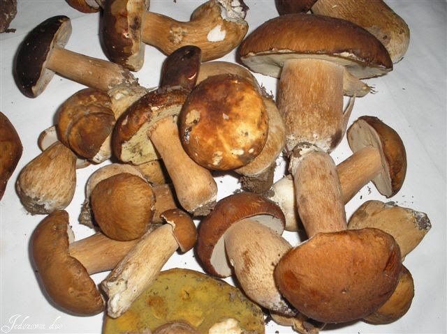 Jedozovni duo: VRGANJI