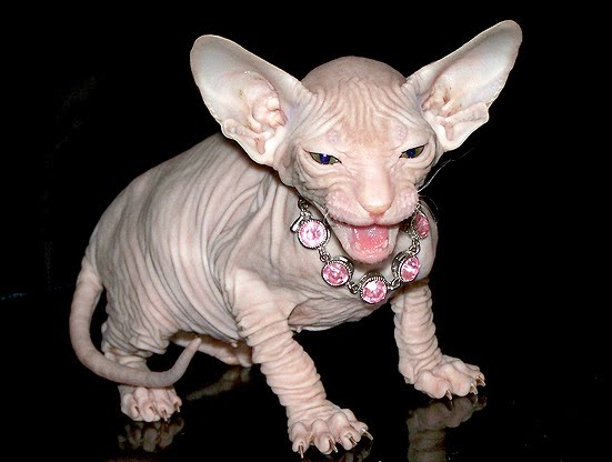 catlist: Peterbald Russia Kitten