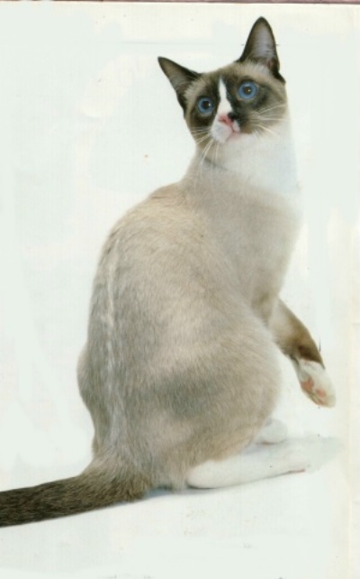 catlist: Snowshoe cat