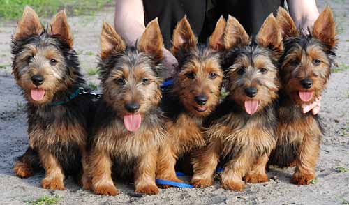PUPPY CARE CENTER: Australian Terrier Dog Picture Puppy Care Center and ...
