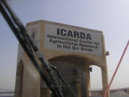 Bartonia: The ICARDA headquarters