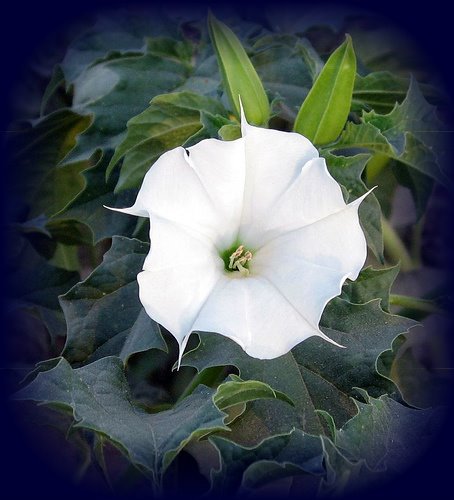 PLANTAS TOXICAS: ESTRAMÔNIO - Datura stramonium L. - Planta Tóxica - 38