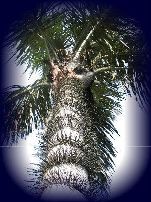 Fotos nos fatos: TUCUMÃ: Fruto da Amazônia