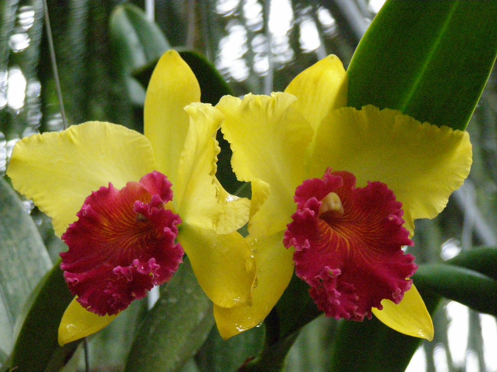 Triang Botanical Valley: Pelbagai bunga