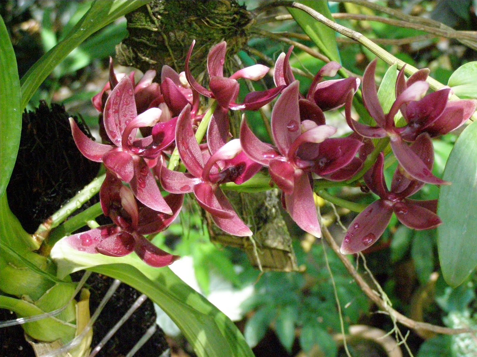 Triang Botanical Valley: Cycnodes Jumbo Puff X Cycnoches pentadactylon
