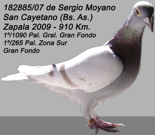 MUNDO COLOMBOFILO: FOTOS DE PALOMAS