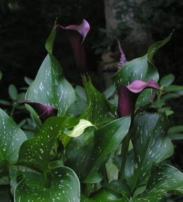 Cathy's Green Thumb: Basic Black