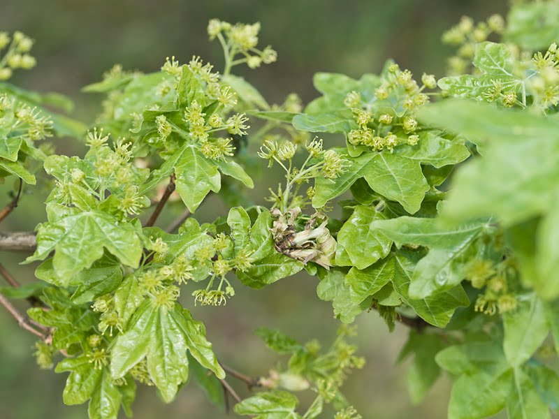 Paseos por la naturaleza: Acer campestre. Arce menor.