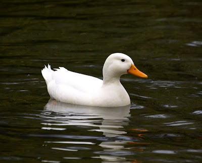 Paseos por la naturaleza: Anas platyrhynchos domesticus. Pato común.