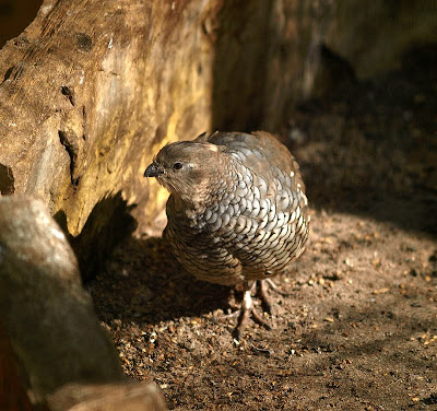 Paseos por la naturaleza: Callipepla squamata. Codorniz escamosa.