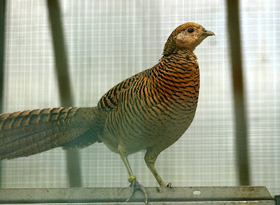 Paseos por la naturaleza: Chrysolophus amherstiae. Faisán de Lady Amherst.