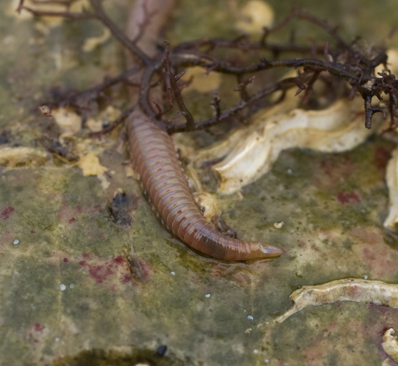 Paseos por la naturaleza: Capitella capitata