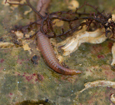 Paseos por la naturaleza: Capitella capitata
