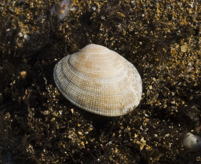 Paseos por la naturaleza: Ruditapes decussatus. Almeja fina.