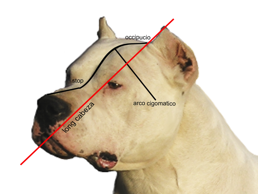 CINOLOGIA: MORFOLOGIA Y ESTRUCTURA GENERAL DEL PERRO