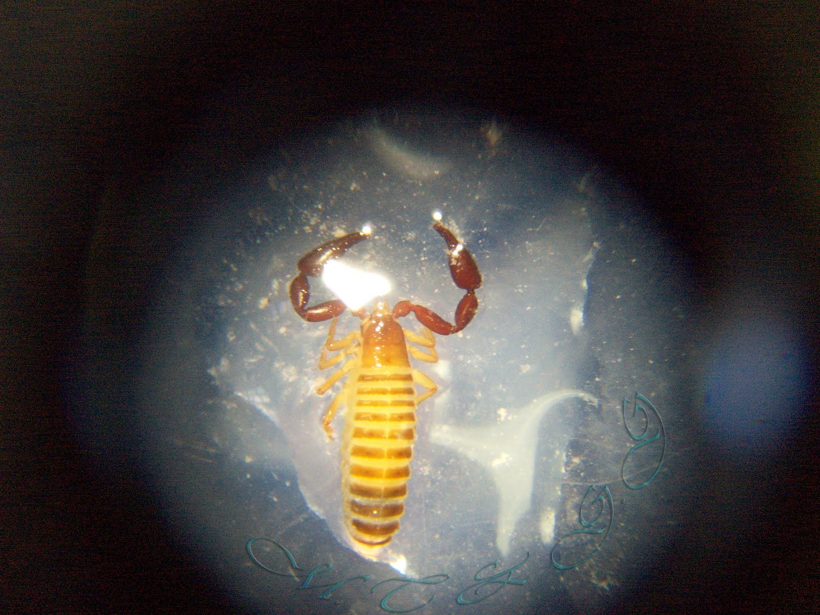 ANADOLU BİYOLOJİ: Arthropoda Lab. Fotoğrafları / Pseudoscorpion ...