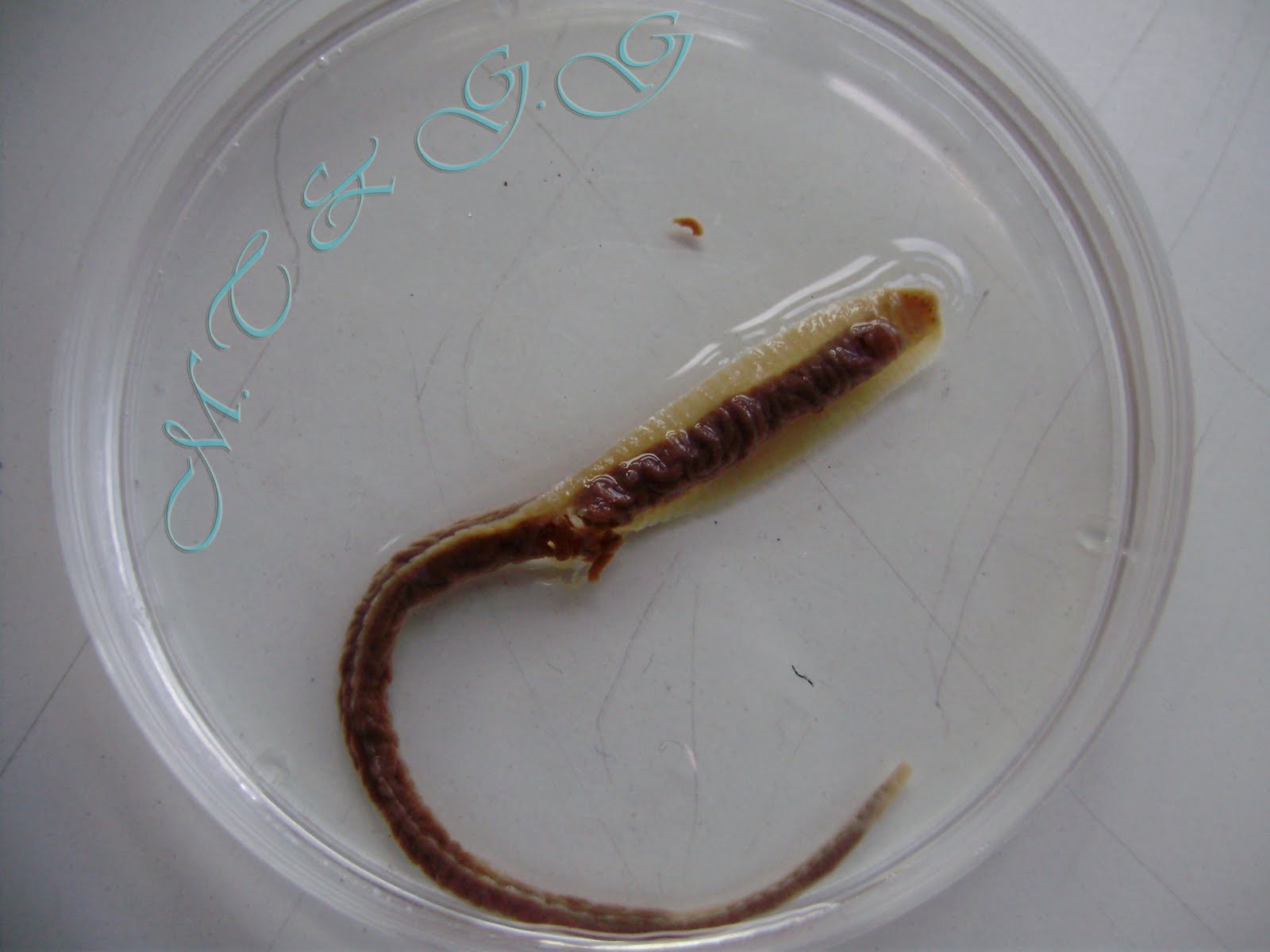 ANADOLU BİYOLOJİ: Arthropoda Lab. Fotoğrafları / Linguatula serrata