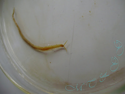 ANADOLU BİYOLOJİ: Arthropoda Lab. Fotoğrafları / Geophilus sp.